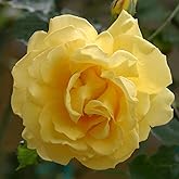 Amazon.com : Heirloom Roses Rose Plant - Honey Perfume™ Orange Rose ...