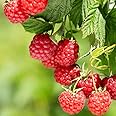 Amazon.com : Pack 4 Thornless Raspberry Plants Live for Planting ...