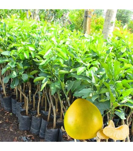 Vietnamese Grapefruit Tree Pomelo Wikipedia