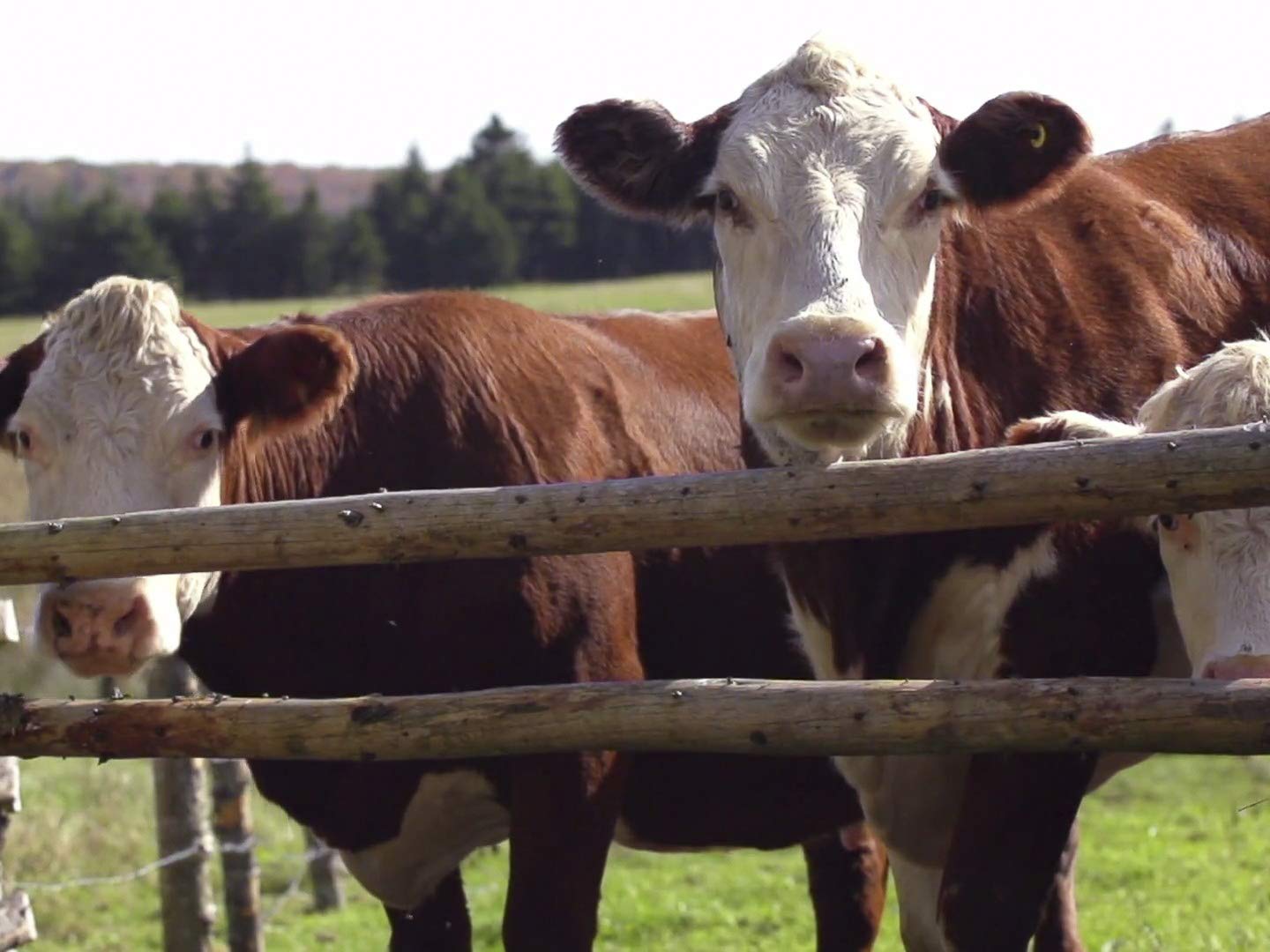 Watch Beaver Brothers - Season 1 | Prime Video