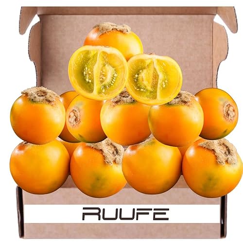 Naranjilla fruit (11 pack) Lulo fruit fruta fresca Fresh Solanum ...