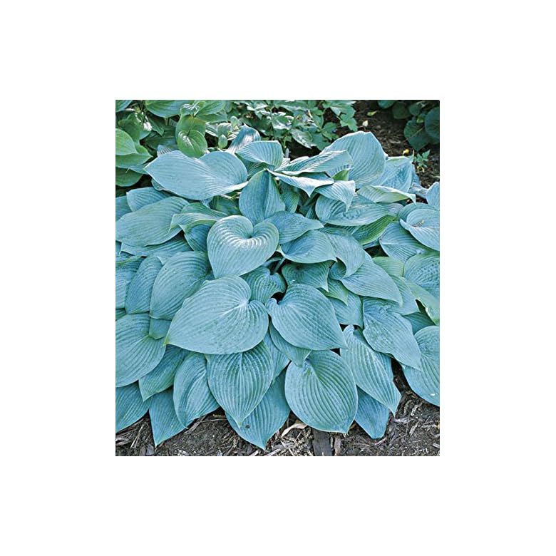Elwyn Hosta Elegans 100 Seeds Hosta Sieboldiana, Huge, Blue-Grey Hart ...