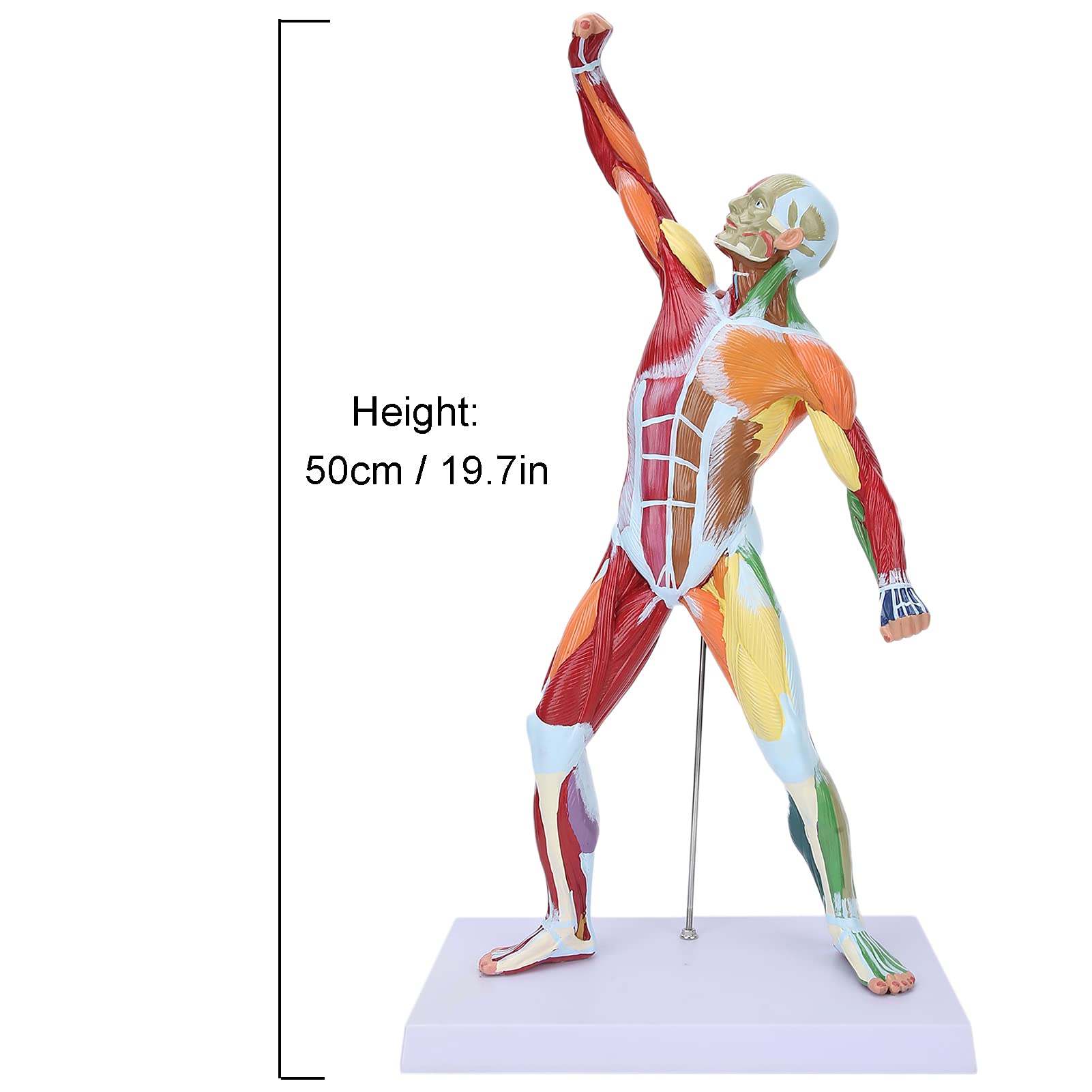 Mua Miniature Muscular System Model, 20" Human Muscle Anatomy Model ...