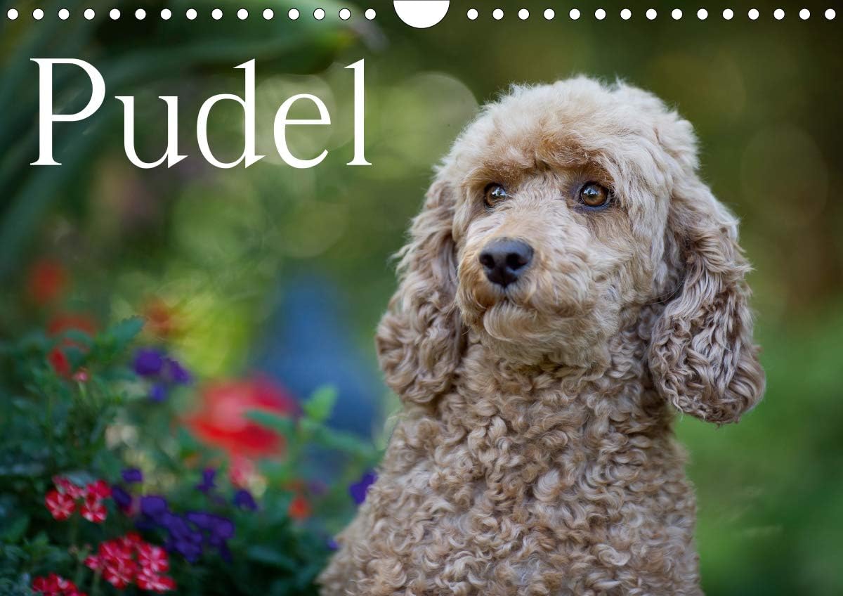 Pudel (Wandkalender 2021 DIN A4 quer): Amazon.de: Noack, Nicole: Bücher