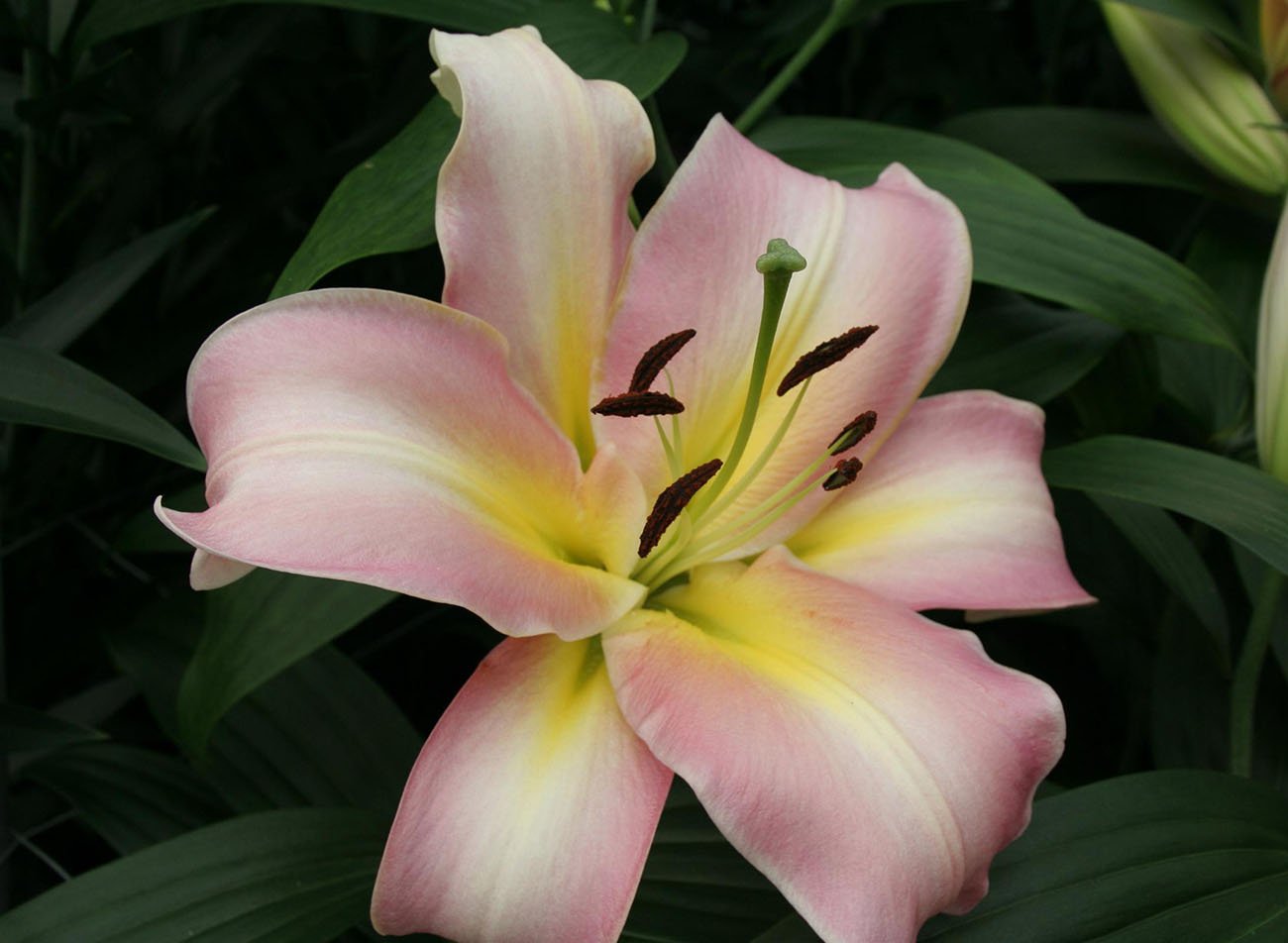 Tree Lily Lilium bulbo/tubérculo/raíz Azucenas Lirios Urandi Jardín ...