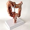 RRGJ Teaching Model, Human Large Intestine Anatomical Model Visceral ...