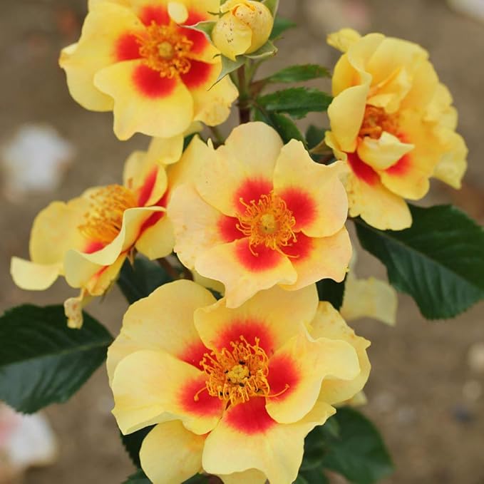 Premium Rose 'Eye of The Tiger' Bush in 3L Pot: Amazon.co.uk: Garden ...