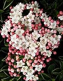 Viburnum tinus - How to grow & care