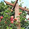 Heirloom Roses Rose Bush - The Joseph's Coat Climbing Plant, Live ...