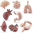 Amazon.com: 8 Pcs Human Organ Model Mini Body Parts Anatomical Figure ...