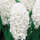 Hyacinth - How to grow plants