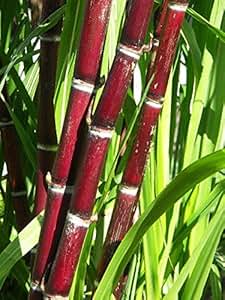 Amazon.com : Fresh Red Chewing Sugar Cane 6-8" Unrooted Cutting ...