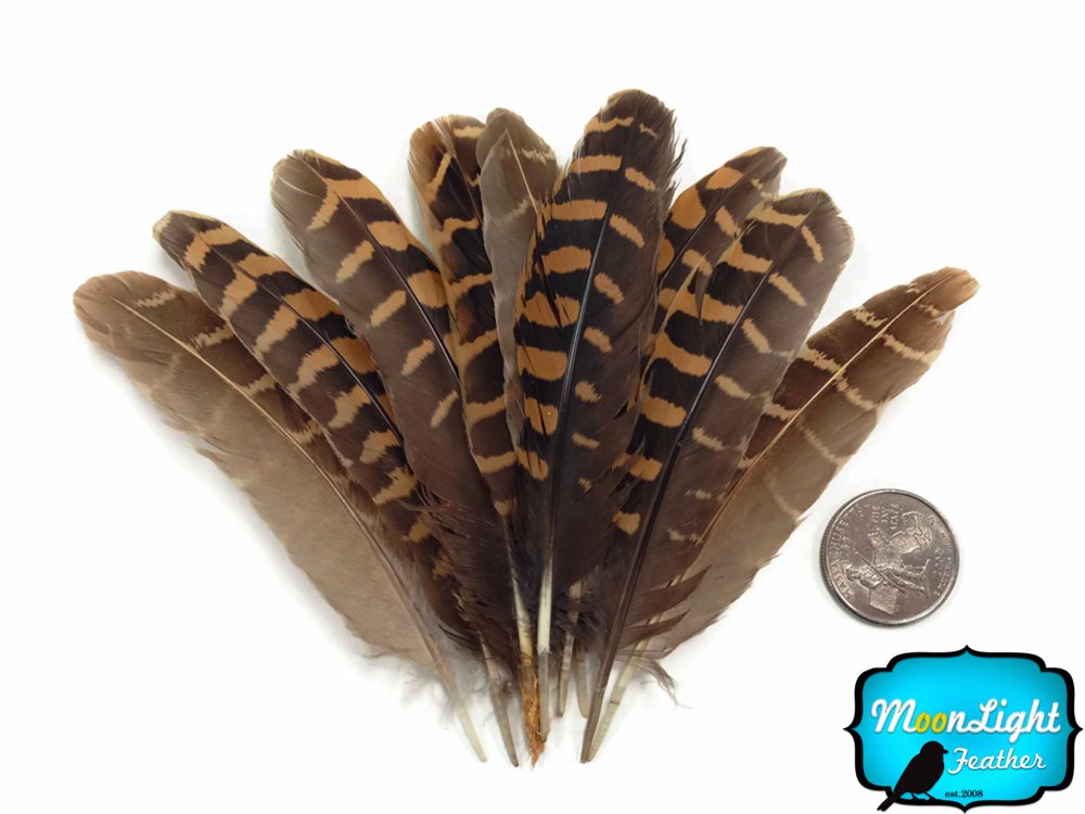 Amazon.com: Moonlight Feather | 10 Pieces - Natural Brown Barred ...