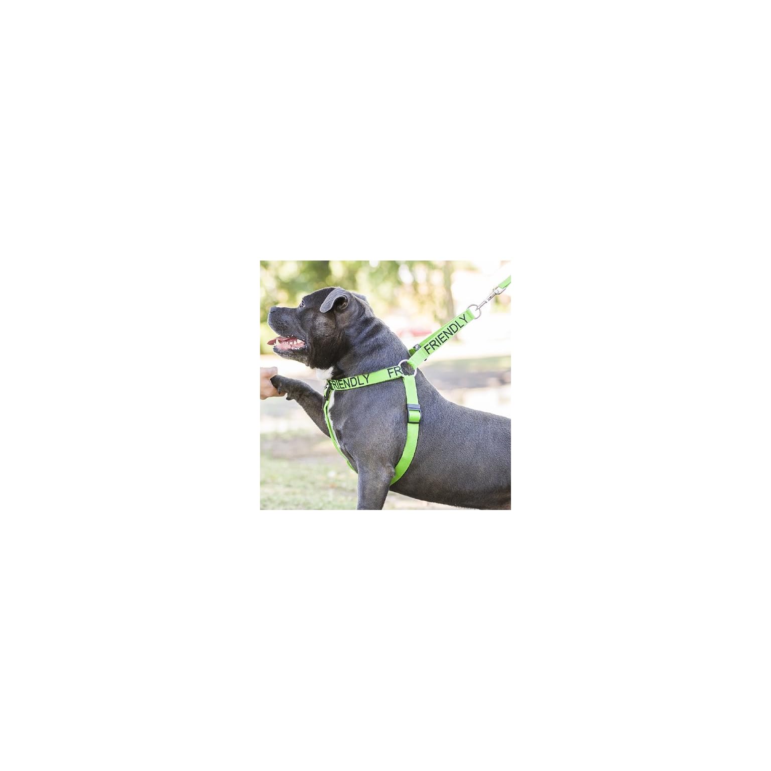 Color Coded Dog Leashes - Cool Stuff to Buy Online