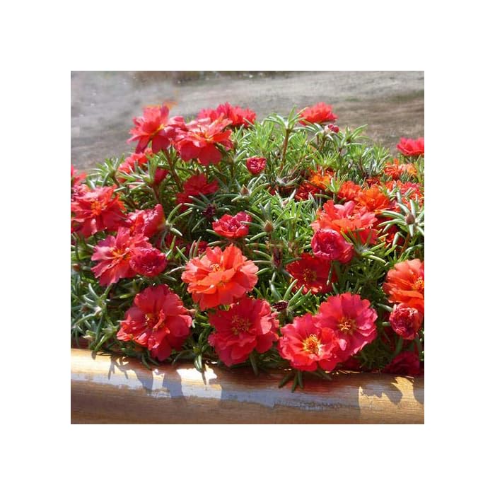 Buy Red Moss-Rose Purslane Double Flower Seeds 2000+ Portulaca ...