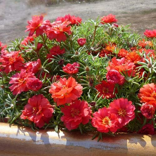 Red Moss-Rose Purslane Double Flower Seeds 2000+ Portulaca grandiflora ...