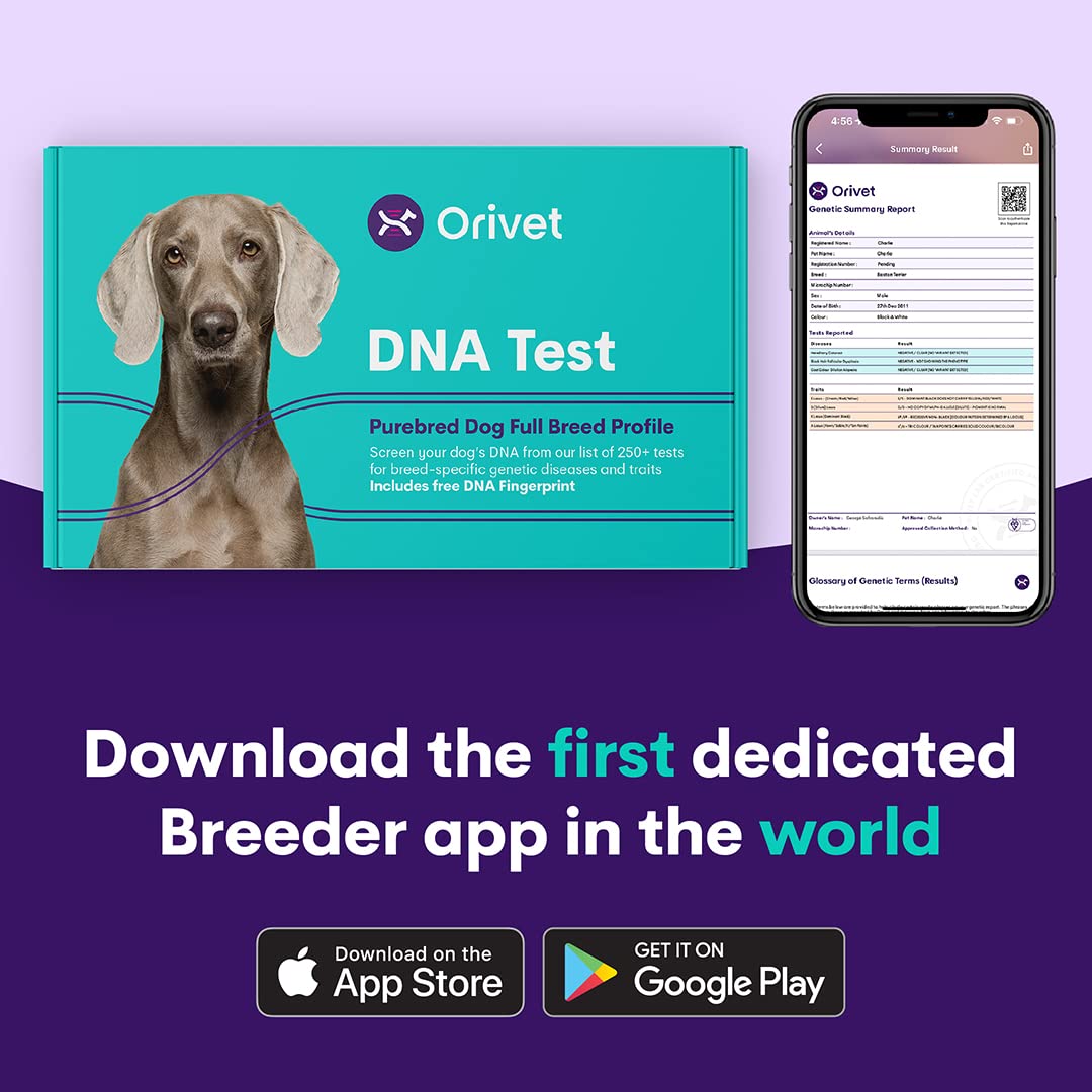 Mua 𝗕𝗲𝗮𝗴𝗹𝗲 𝗗𝗼𝗴 𝗗𝗡𝗔 𝗧𝗲𝘀𝘁 𝗞𝗶𝘁 by 𝗢𝗥𝗜𝗩𝗘𝗧–Screen 250+ Genetic Health Risks ...