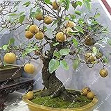 Miniature Pear Bonsai Tree - The Green Head