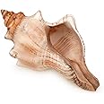 Amazon.com: Giant Natural Conch Shell, Striped Fox Conch Seashell 6-7 ...