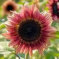 Amazon.com : TomorrowSeeds - ProCut Ruby Eclipse Sunflower Seeds - 30 ...