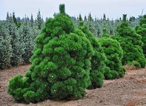 Amazon.com : Thunderhead Pine 3 - Year Graft : Tree Plants : Garden ...