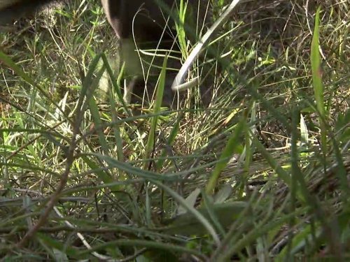 Watch Python Hunters Seasons 1 & 2 | Prime Video