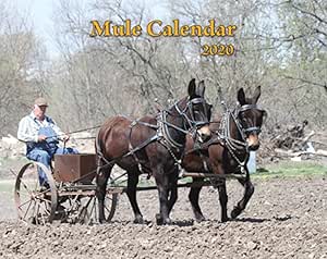 Amazon.com: 2020 Mule Calendar - Mischka Press: Sports & Outdoors
