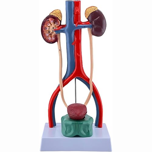 Human Urinary System Model, Bladder and Urethra Anatomy Model, 6 Parts ...