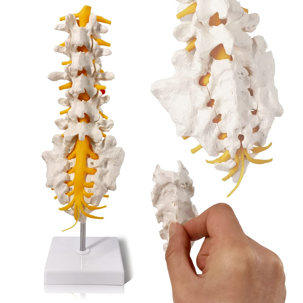 Mua Evotech Lumbar Spine Anatomy Model with Sacrum and Spinal Nerves ...