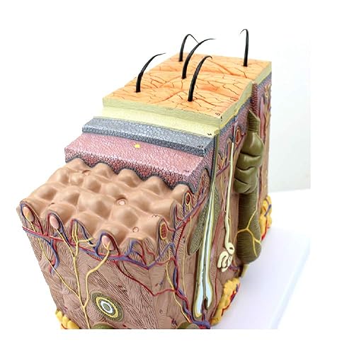 50X TDOU 35/50/70 Times Human Big Anatomical Skin Magnified Tissue ...