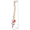 Axis Scientific Painted Flexible Spine Model, 36" Life Size Spinal Cord ...