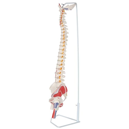 Axis Scientific Painted Flexible Spine Model, 36" Life Size Spinal Cord ...