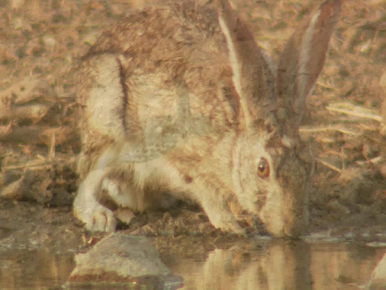 Watch Game Chasers - Season 2 | Prime Video