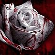 Amazon.com : 120PCS Seed Rarest White Blood Rose Plant Flower Seeds ...