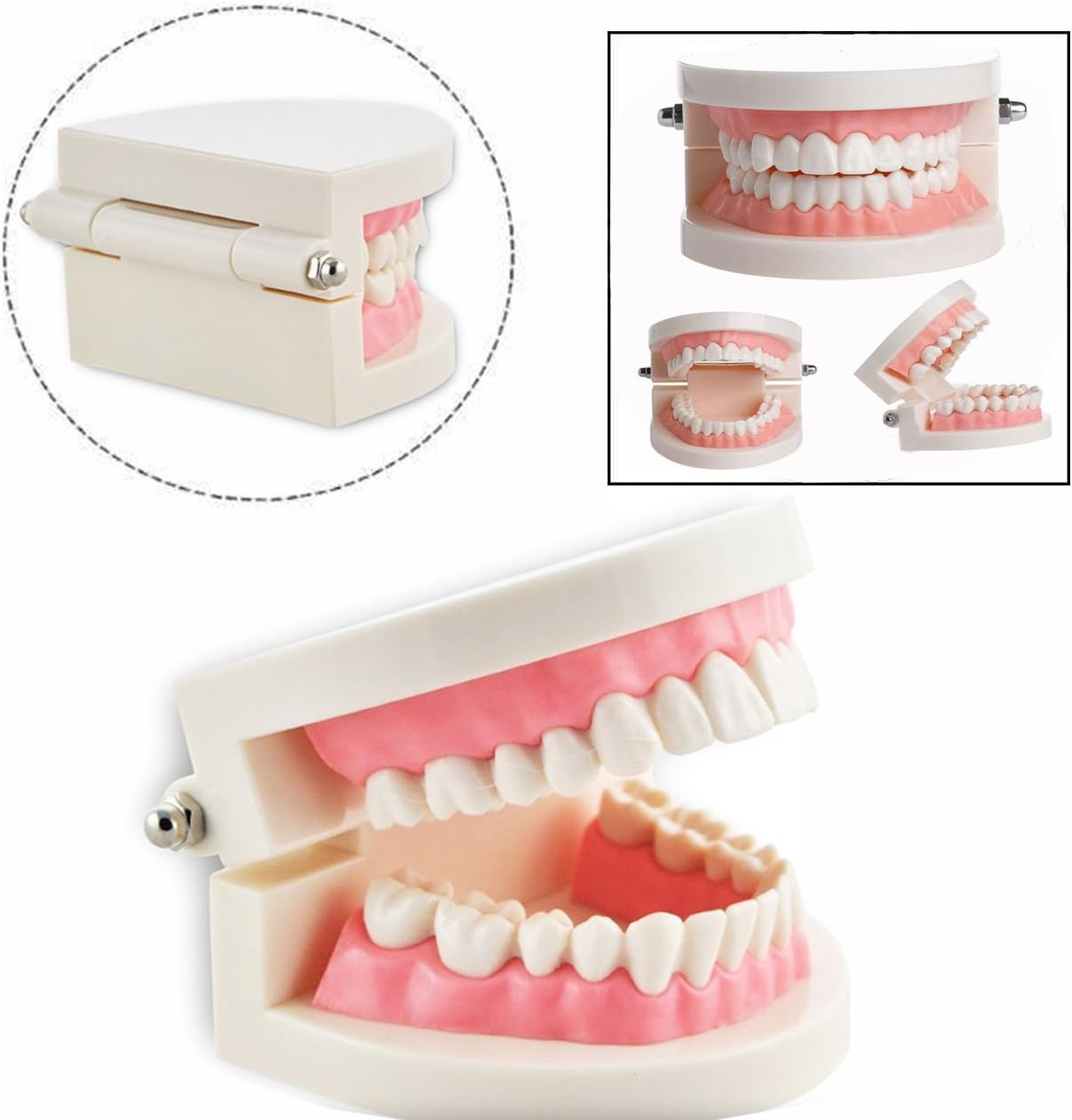 Cisixin Dental Demonstration Model for dentist, Standard tooth model ...