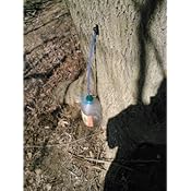 Amazon.com : 3 Maple Sap Ecolo Spouts with 2 ft. Blue Drop Lines, Spile ...