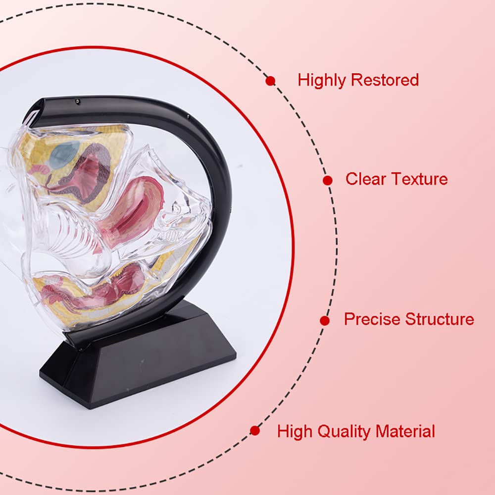 Mua Uterus Model Female Transparent Uterine Anatomy Model Pelvic Cavity ...