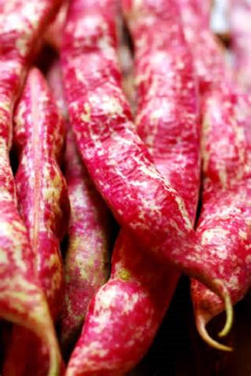 Climbing Italian BORLOTTO Bean - Lingua DI Fuoco 2-100 Seeds: Amazon.co ...