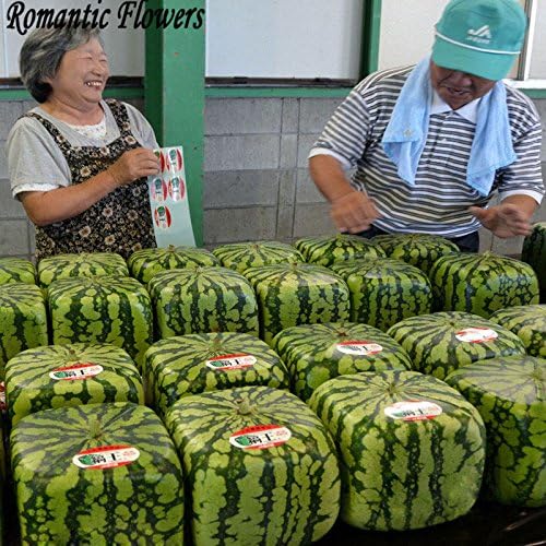 Seeds fruit seeds reticulation of very fragile red melon seeds flavored ...