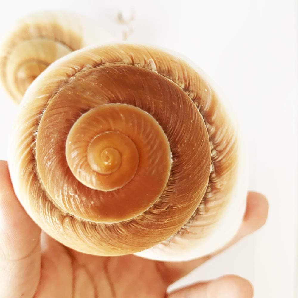 Amazon.com : Ylisa Muffin Snail Shells, 2 pcs Large Hermit Crab Shells ...