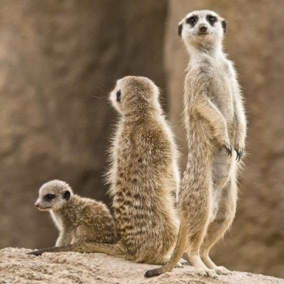 Meerkat Greeting Card with SOUND. Meerkat noise plays when you open ...