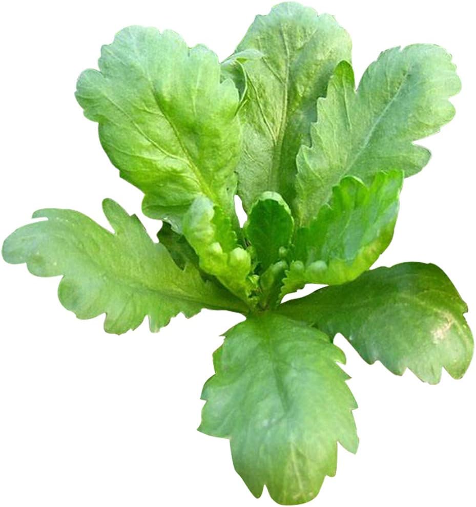 Crown Daisy Seeds 1000+ Large Leaves (Chrysanthemum Coronarium ...