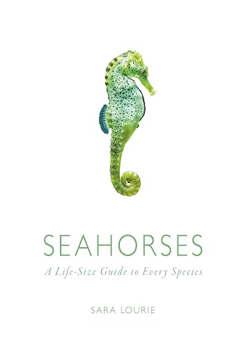 Seahorses: A Life-Size Guide to Every Species in Kuwait | Whizz Marine ...