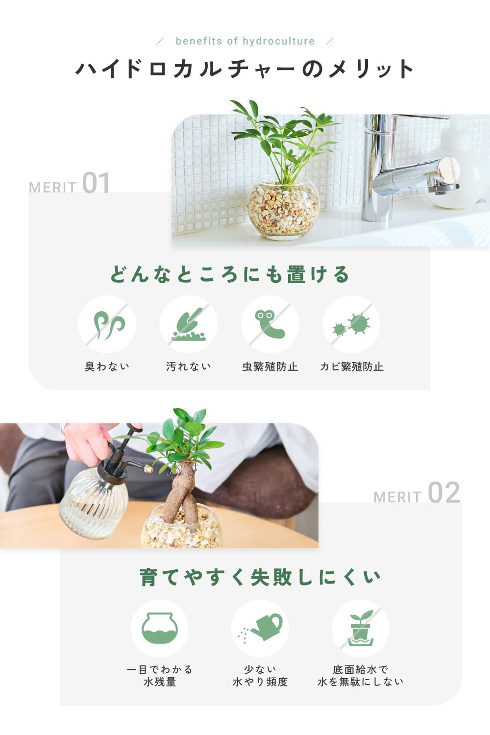 Mua Tokyo Juen Banyan Tree, No Soil, House Plant, Mini, Stylish, Real ...