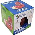 Amazon.com: Learning Resources Cross-Section Human Heart Model, Large ...