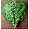 Amazon.com : Champion Collard Seeds - Blue-Green Cabbage-Like Delicious ...