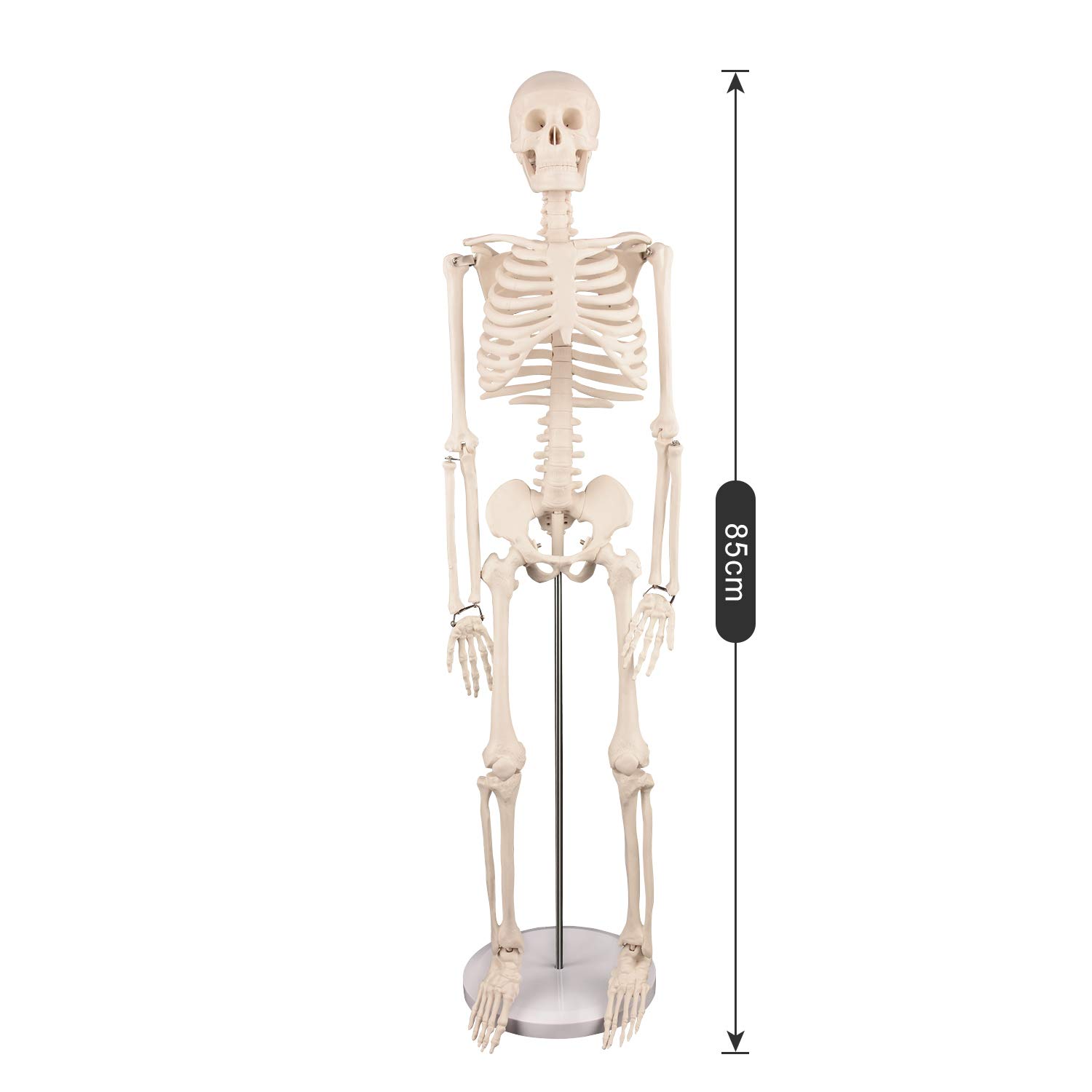 Great Visual Aid for Human Skeleton Bones and Joints Anatomy Study ...