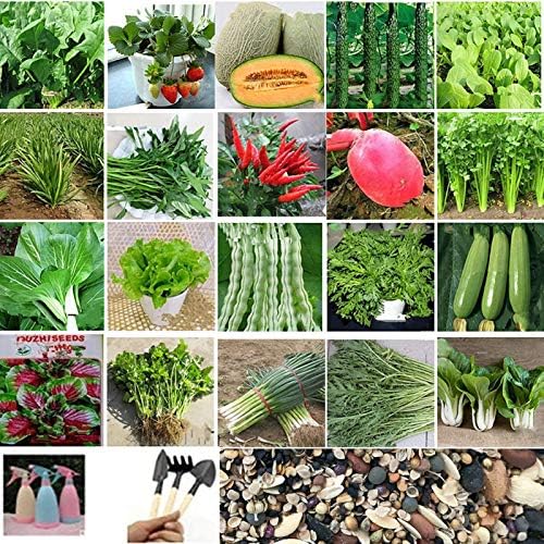 100Pcs Mixed 20-Species Vegetable Fruits Seeds with Watering Can ...