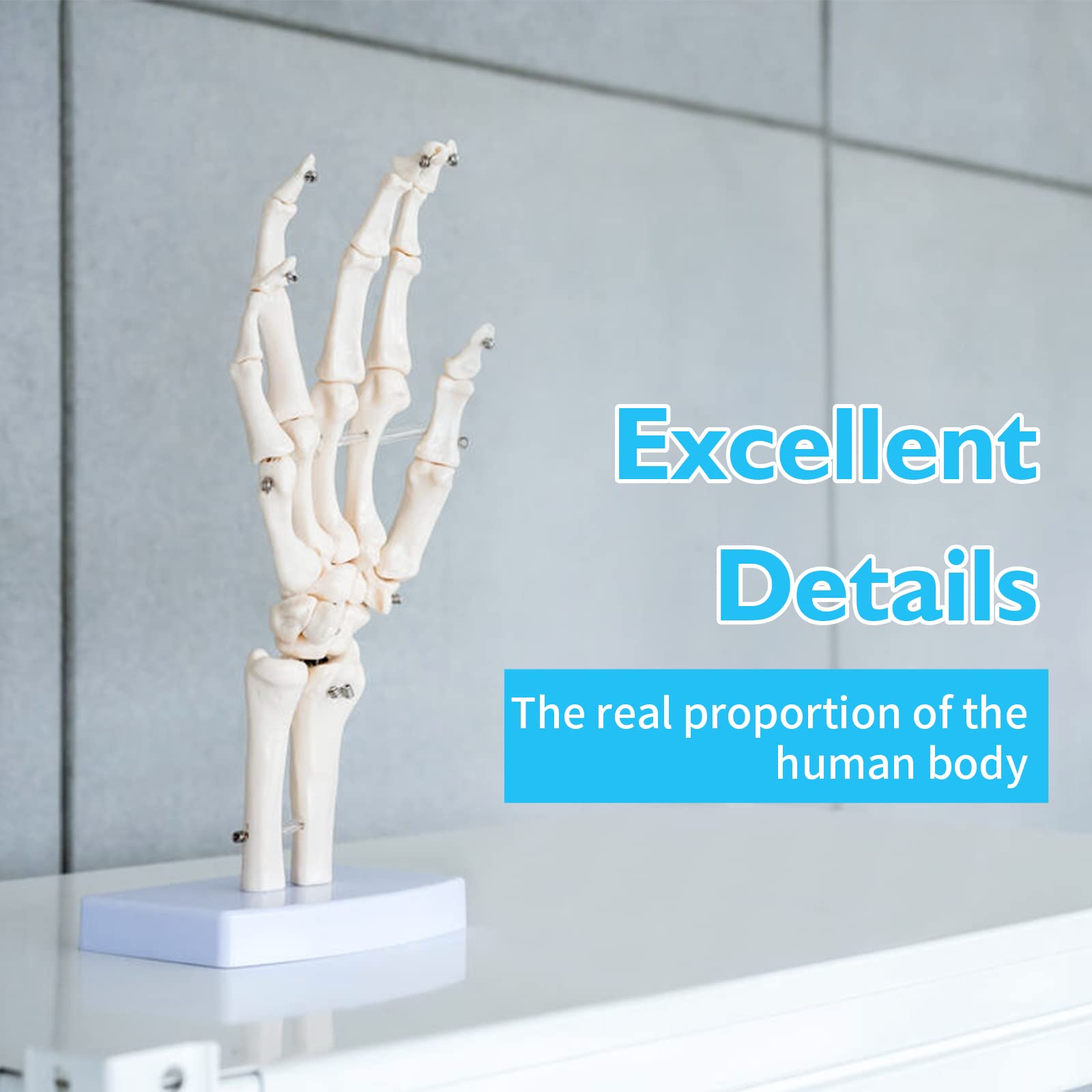 Mua ANNWAH Hand Skeleton Model - Medical Human Finger Bone Made of PVC ...