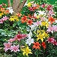 Amazon.com : Votaniki Asiatic Lily Mixed Bulbs - Long Lasting Blooms, Trumpet Shaped Flowers ...
